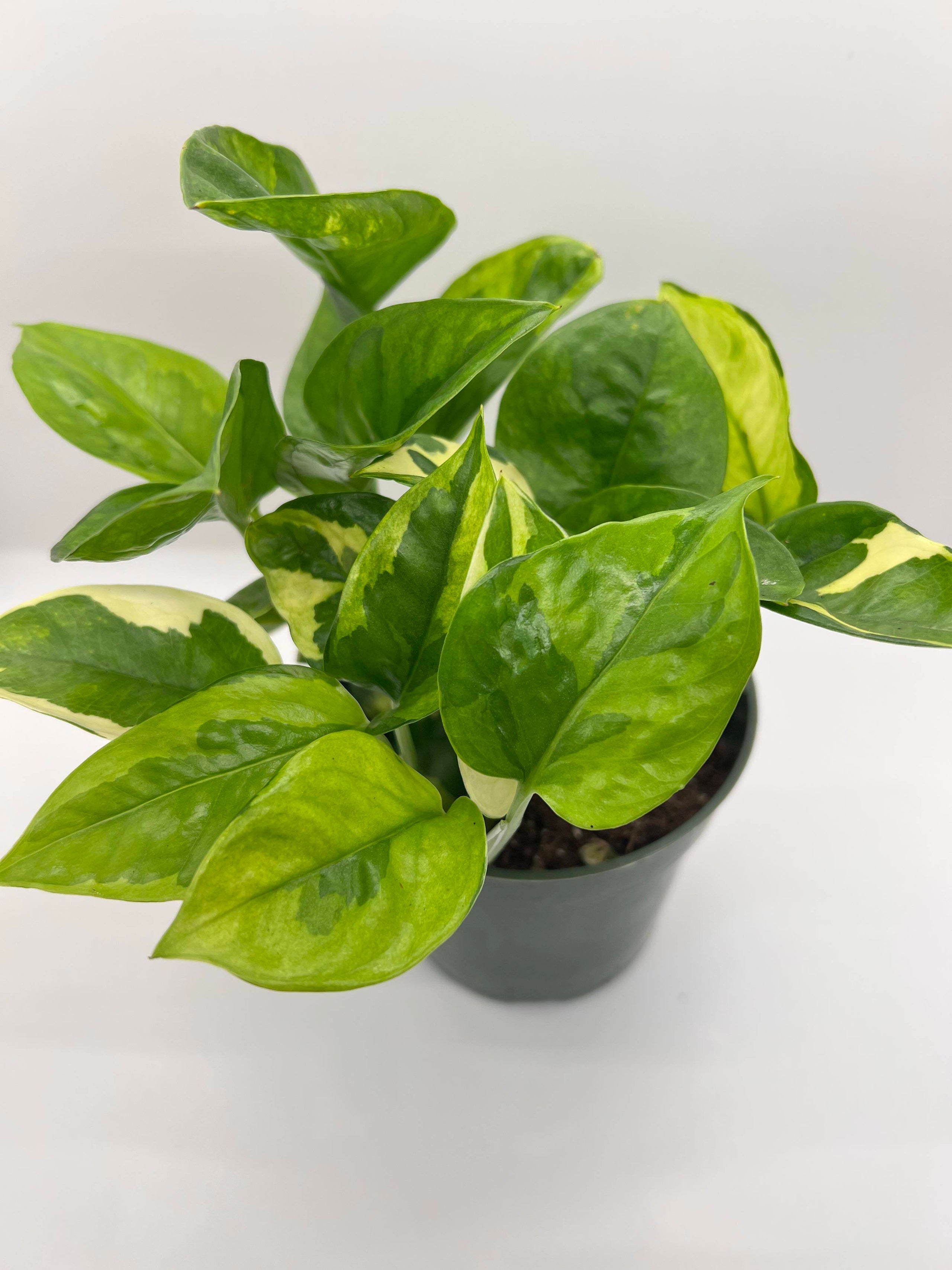 Pothos Lizard Queen 6" Hanging Basket | Spencer House of Plants